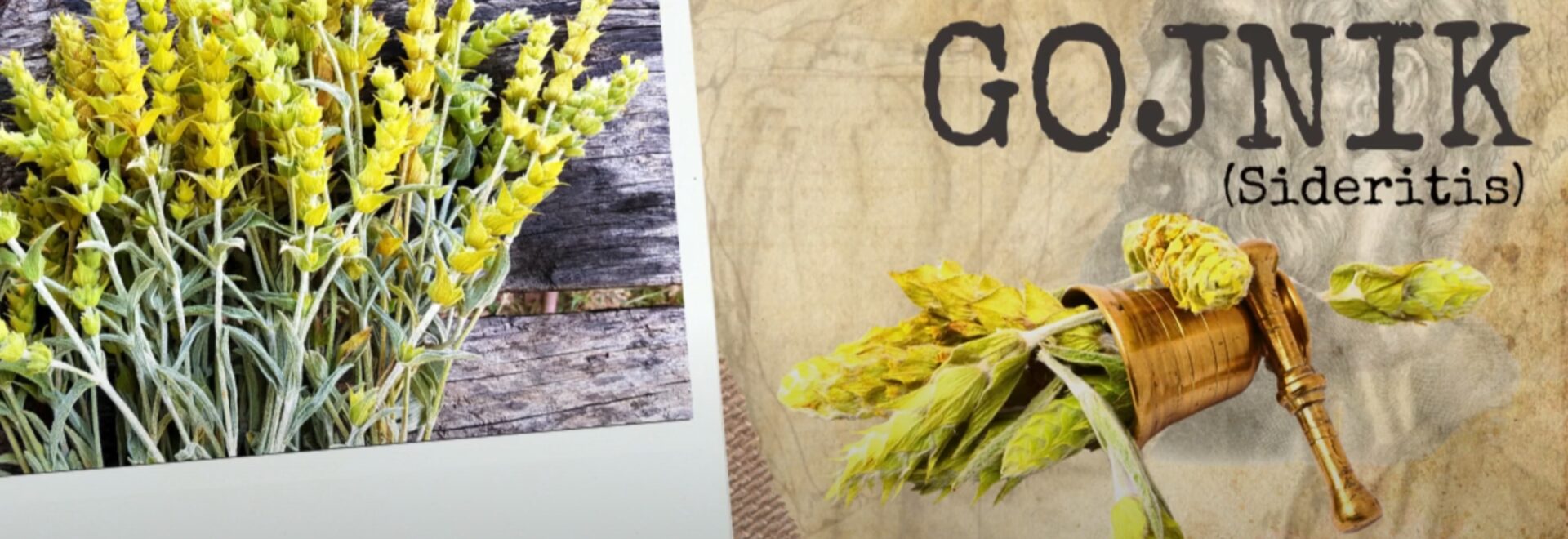 Gojnik: Sekrety i Właściwości Zdrowotne Herbaty Górskiej - NowyTarg24.tv